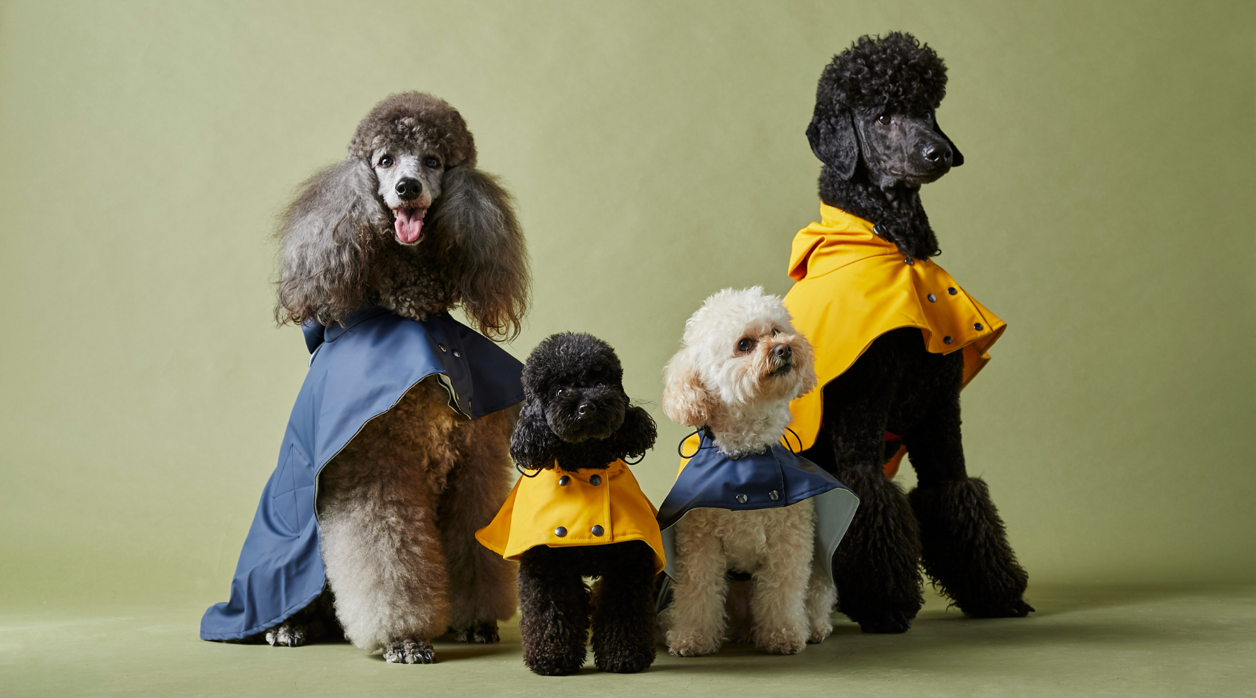 5 Tips on How to Walk your Dog in the Rain – Paws Up Pet Shop